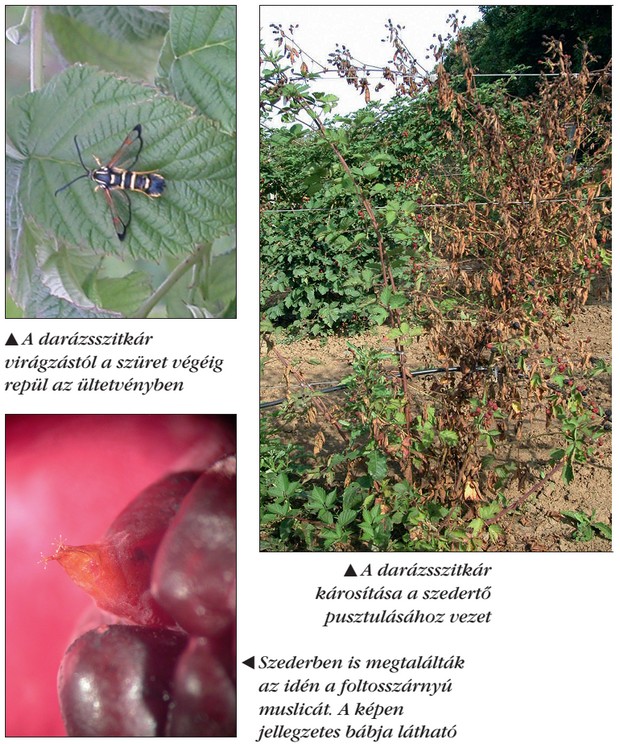 Rászoktak a szederre - Magyar Mezőgazdaság