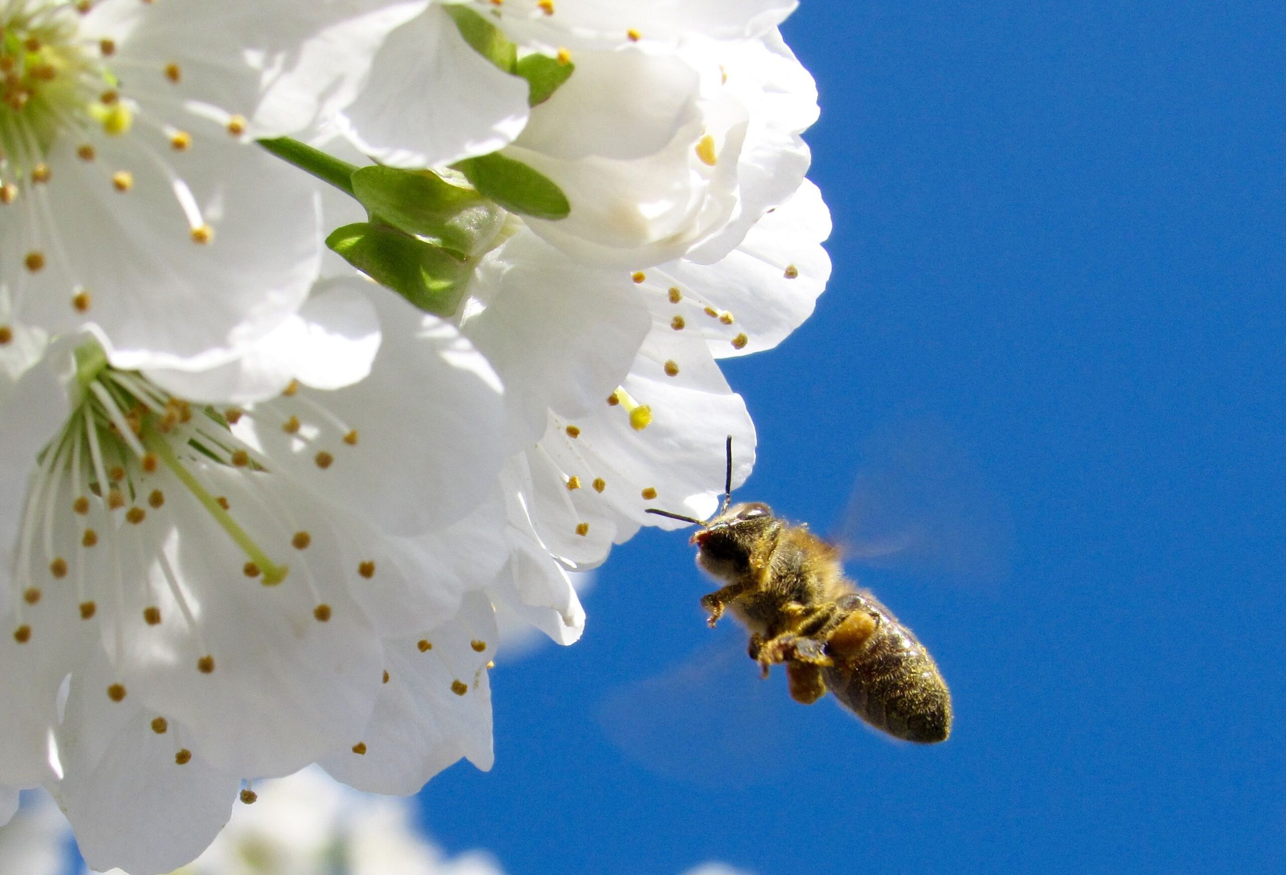Kötelező, de jól felfogott érdekünk is a beporzó rovarok védelme ...