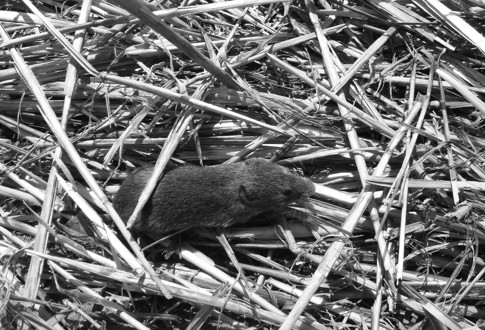 Talajművelési ABC (IV.): mechanikus pocokvédelem - Magyar Mezőgazdaság