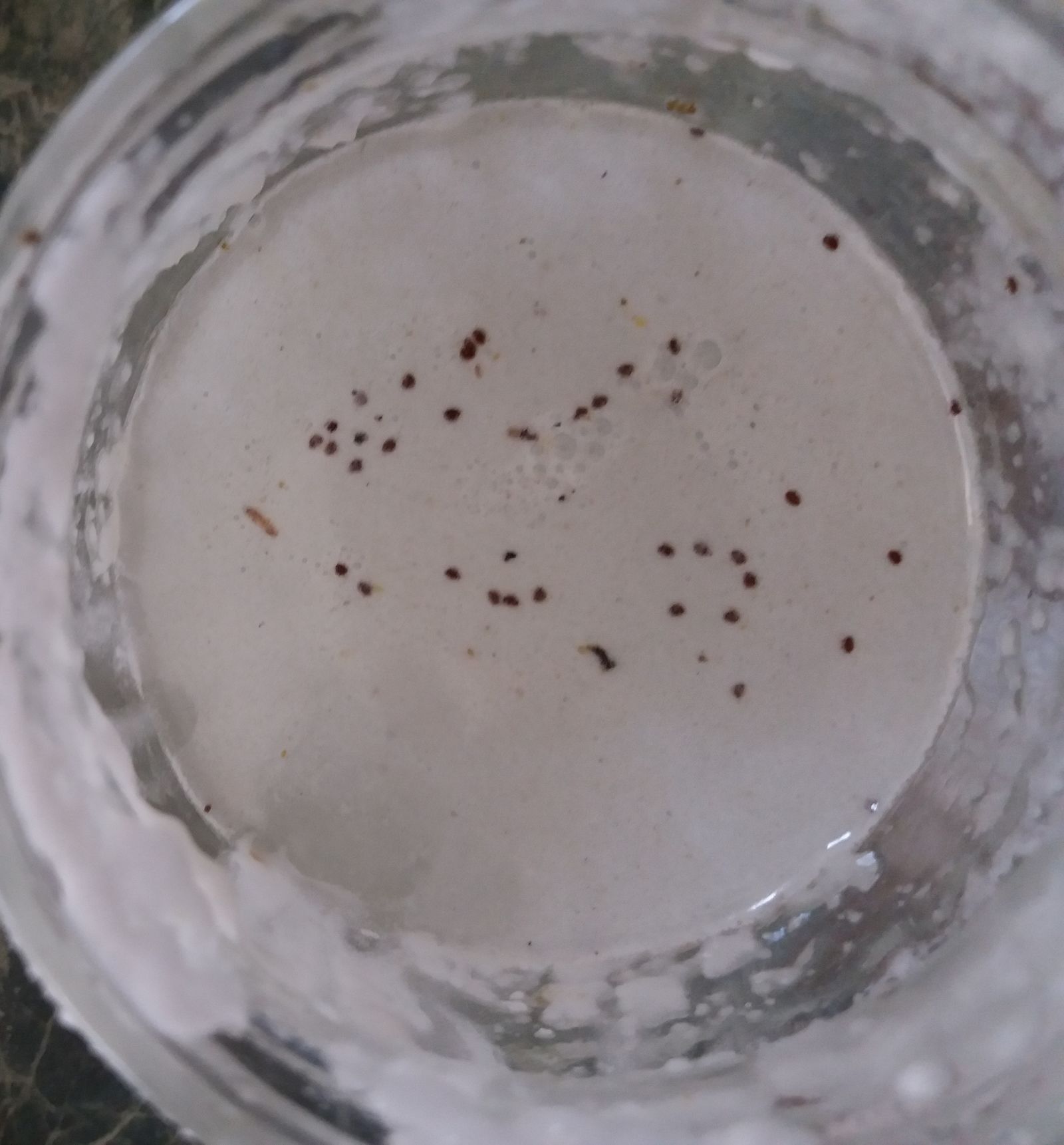 Varroa atka tenyésztése méhek nélkül - Magyar Mezőgazdaság