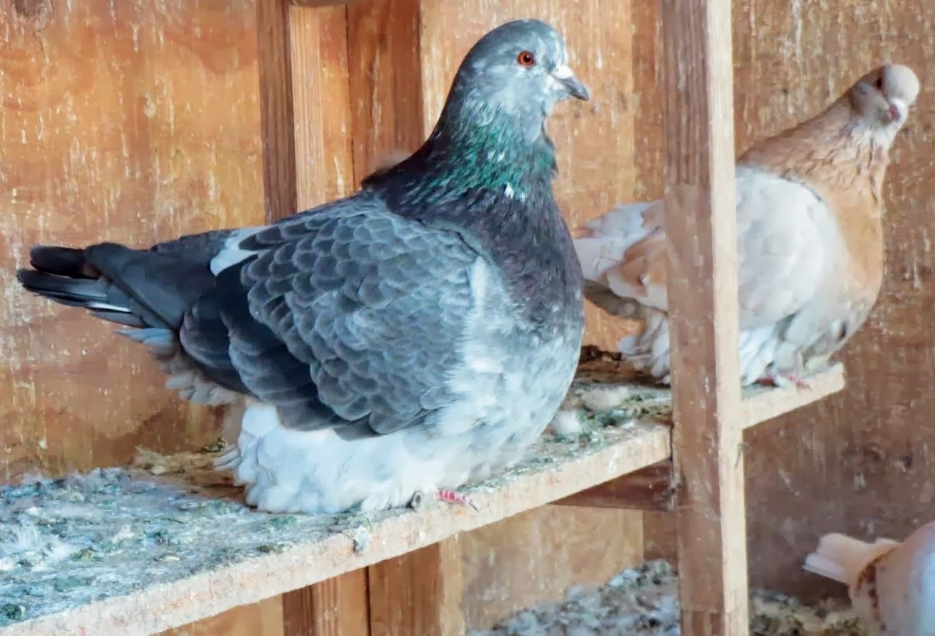 Haszongalambok takarmányozása (1. rész: takarmánykiegészítők) - Magyar ...