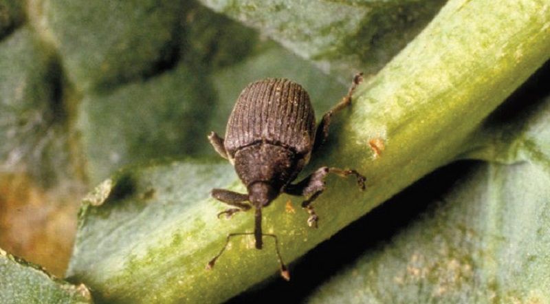 Így védjük meg a karalábénkat - Magyar Mezőgazdaság