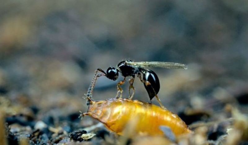 Biológiai védekezés: darázzsal a foltosszárnyú muslica ellen - Magyar ...