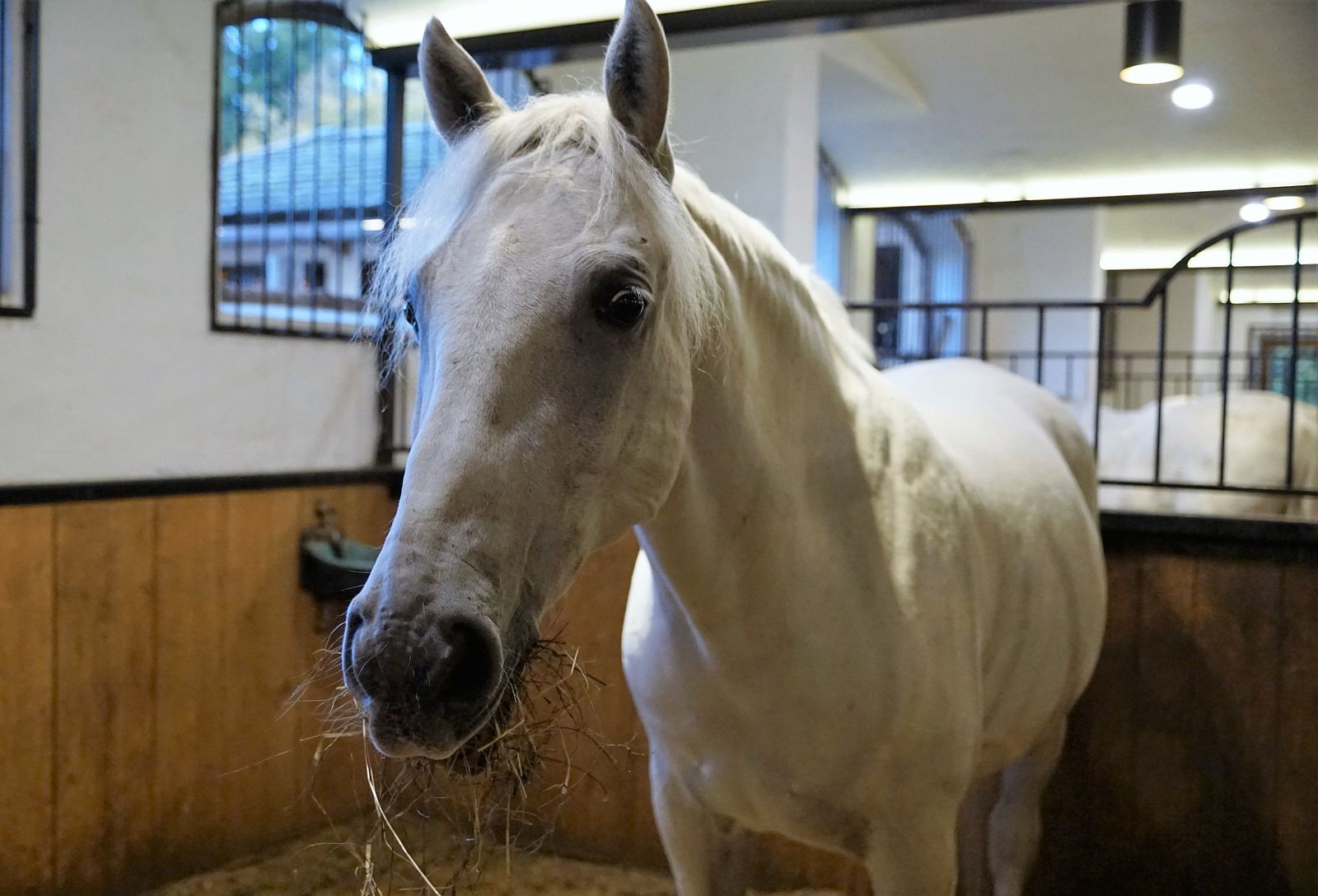 Világörökségi listára kerülhet a lipicai ló tenyésztése - Magyar ...