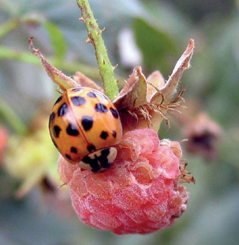 A harlekinkatica hazai térhódítása - Magyar Mezőgazdaság