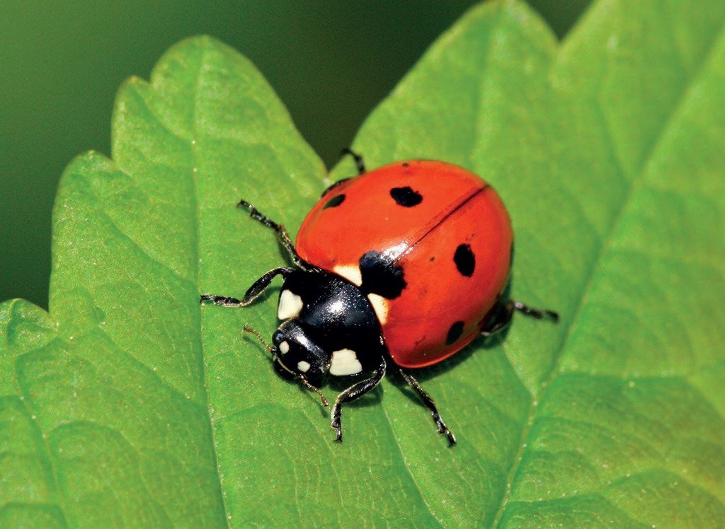 A harlekinkatica hazai térhódítása - Magyar Mezőgazdaság