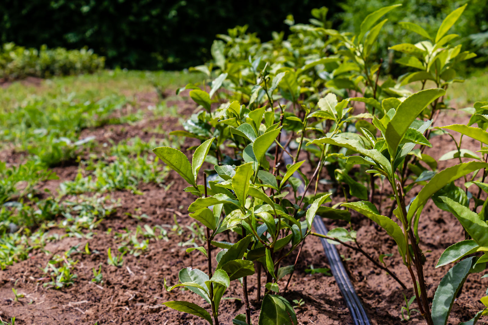 Magyar tea?! Igen! - Magyar Mezőgazdaság