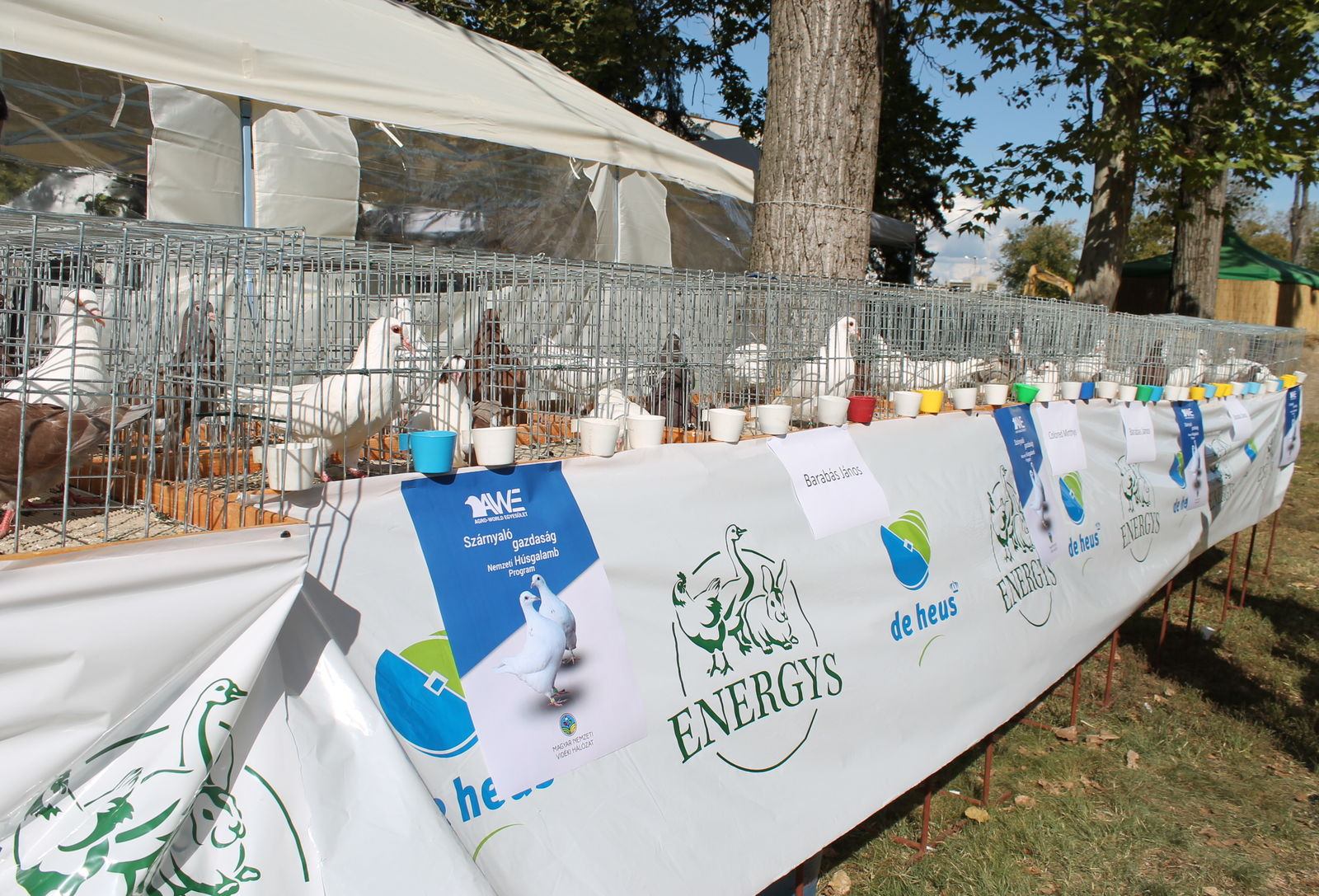 Megvannak a Nemzeti Húsgalamb Program részletei - Magyar Mezőgazdaság