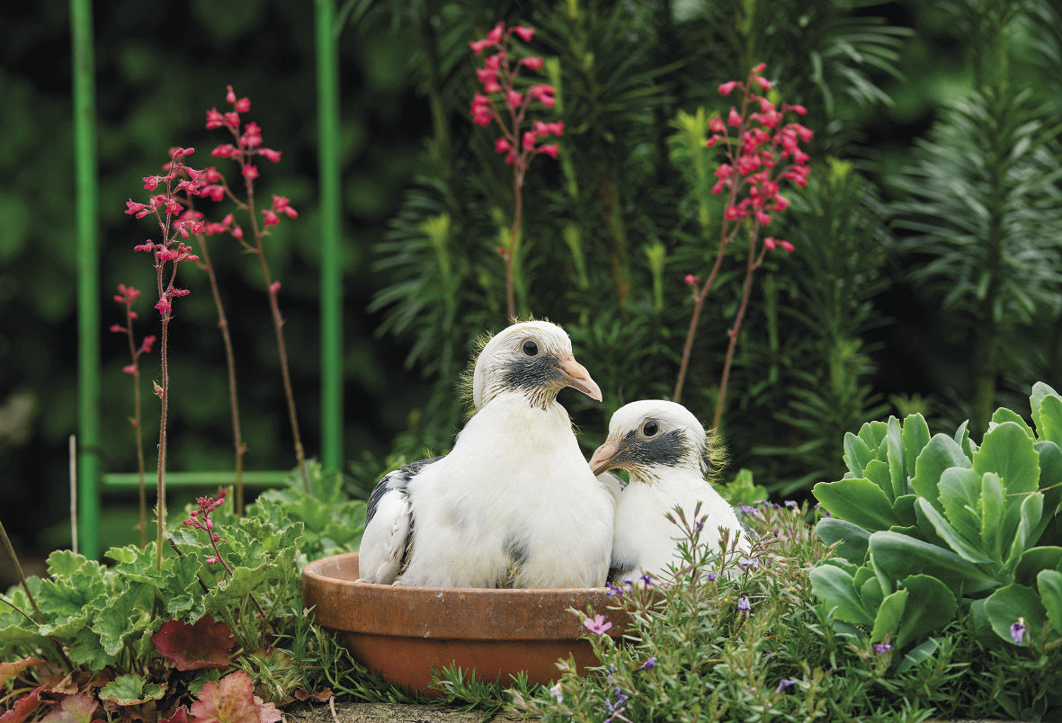 Hobbiból mellékjövedelem - Galambtenyésztés - Magyar Mezőgazdaság