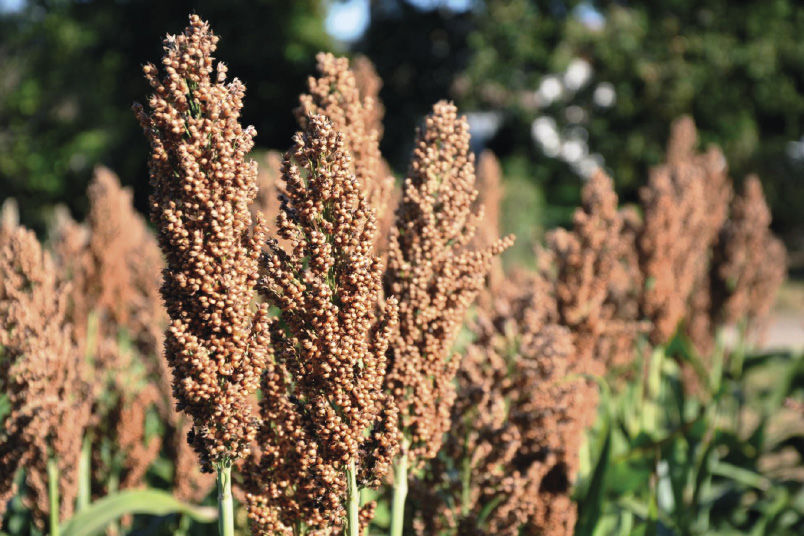 A cirok sikeres gyomirtásának titka - Magyar Mezőgazdaság