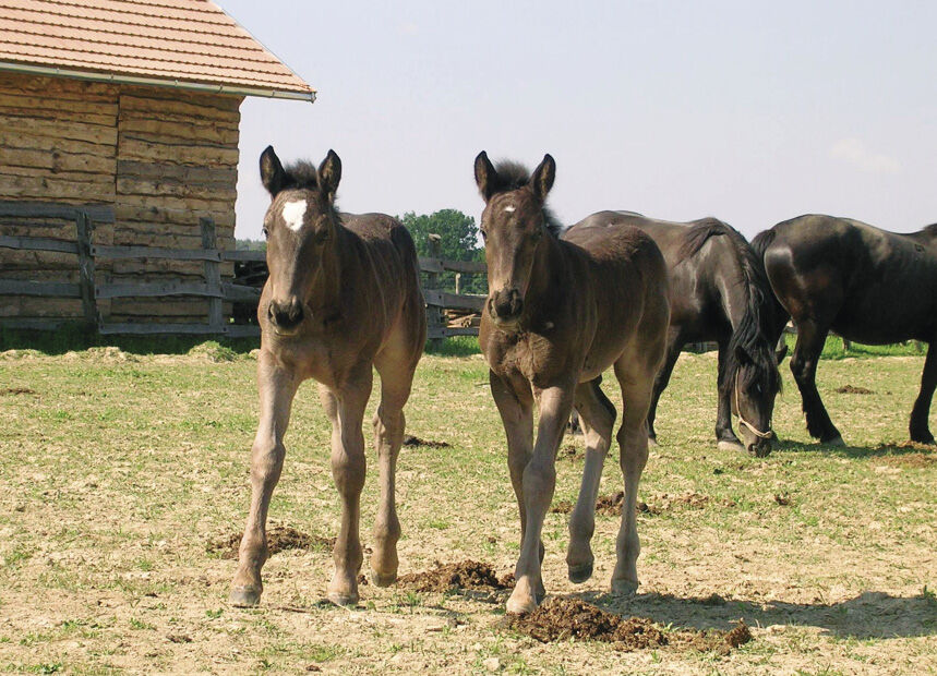 A muraközi ló típusának regenerálása - Magyar Mezőgazdaság