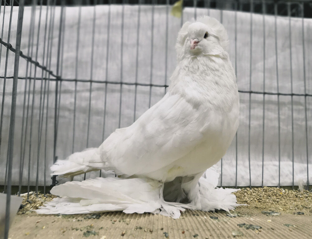 Húsgalambtenyésztés - A franciák így csinálják - Magyar Mezőgazdaság