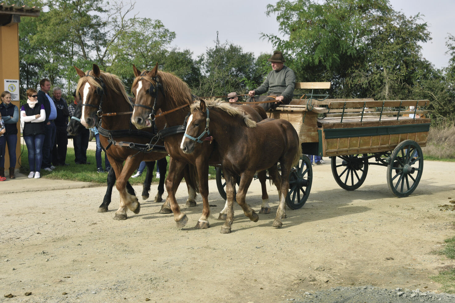 A siker küszöbén a muraközi ló - Magyar Mezőgazdaság