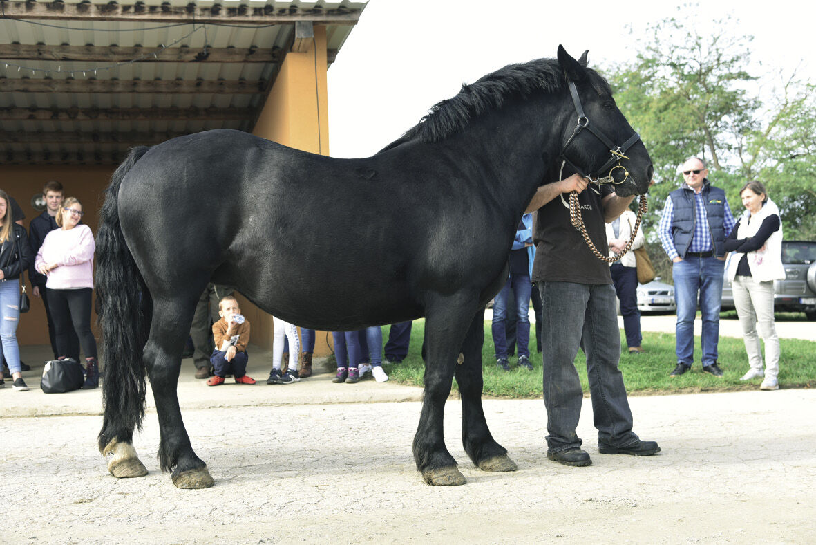 A siker küszöbén a muraközi ló - Magyar Mezőgazdaság