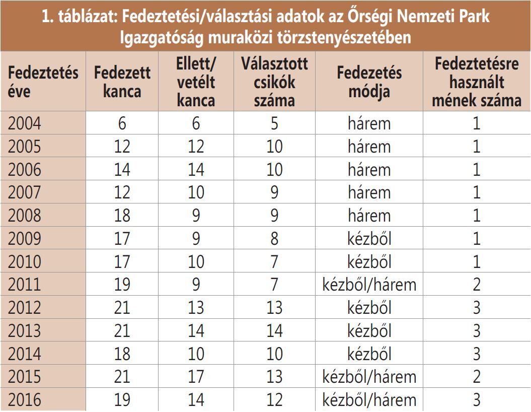 A muraközi ló - Egy fajta kialakítása - Magyar Mezőgazdaság