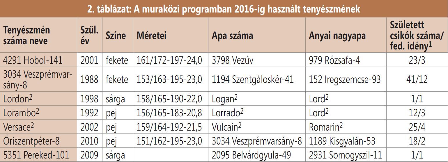 A muraközi ló - Egy fajta kialakítása - Magyar Mezőgazdaság