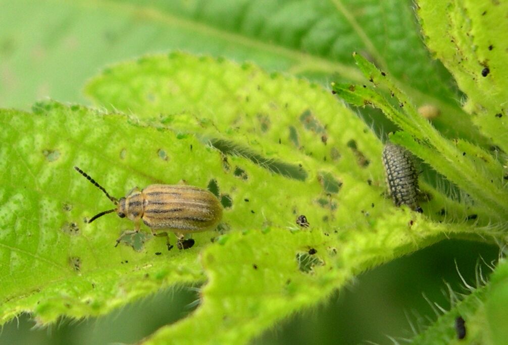 Itt a parlagfűevő bogár - Magyar Mezőgazdaság