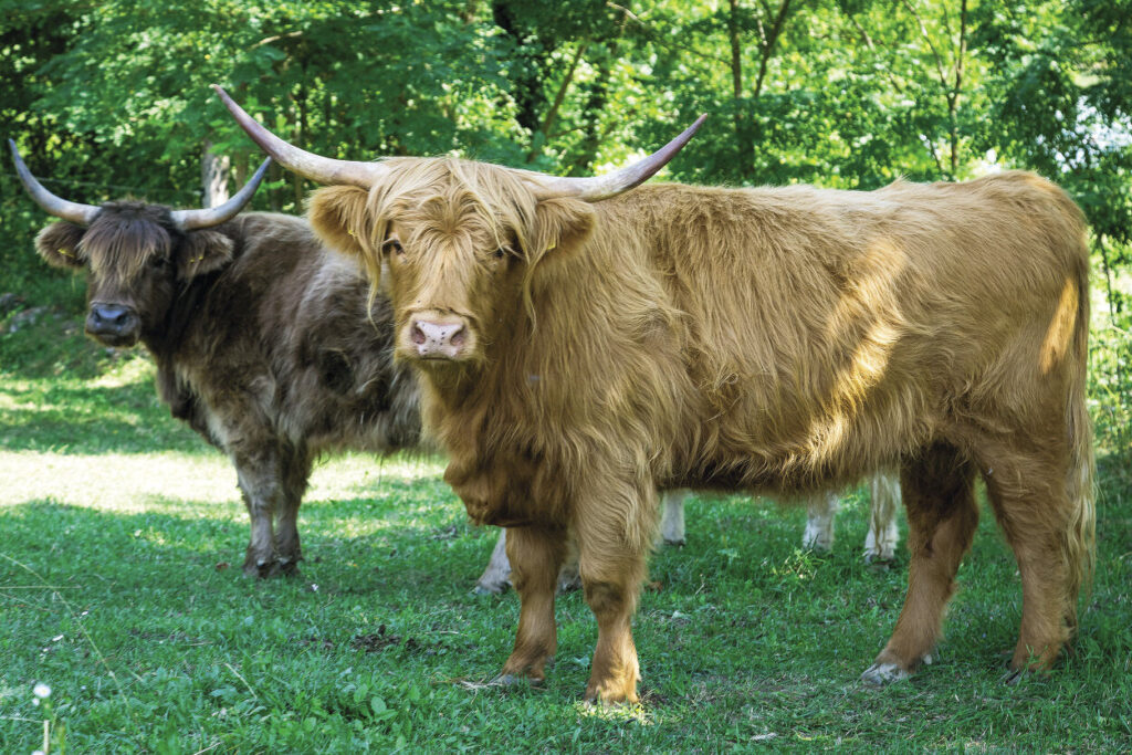 A skót felföldi marha - Mutatós, jámbor állat - Magyar Mezőgazdaság
