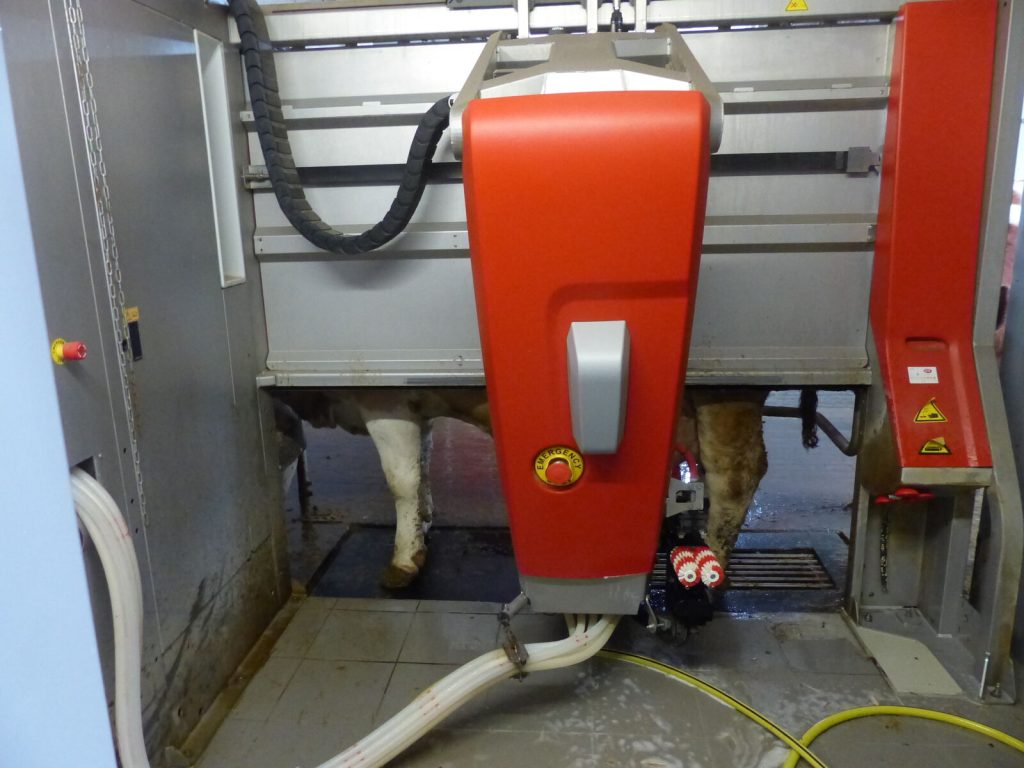 Különbség tej és tej között - mi az A2 tej? - Magyar Mezőgazdaság