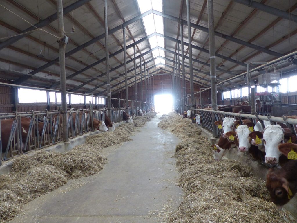 Különbség tej és tej között - mi az A2 tej? - Magyar Mezőgazdaság