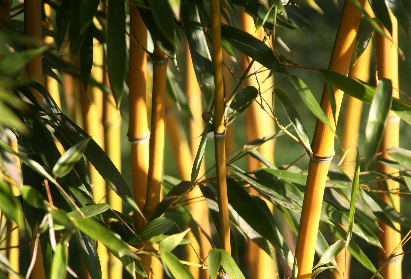 Atkák a bambuszokon - Magyar Mezőgazdaság