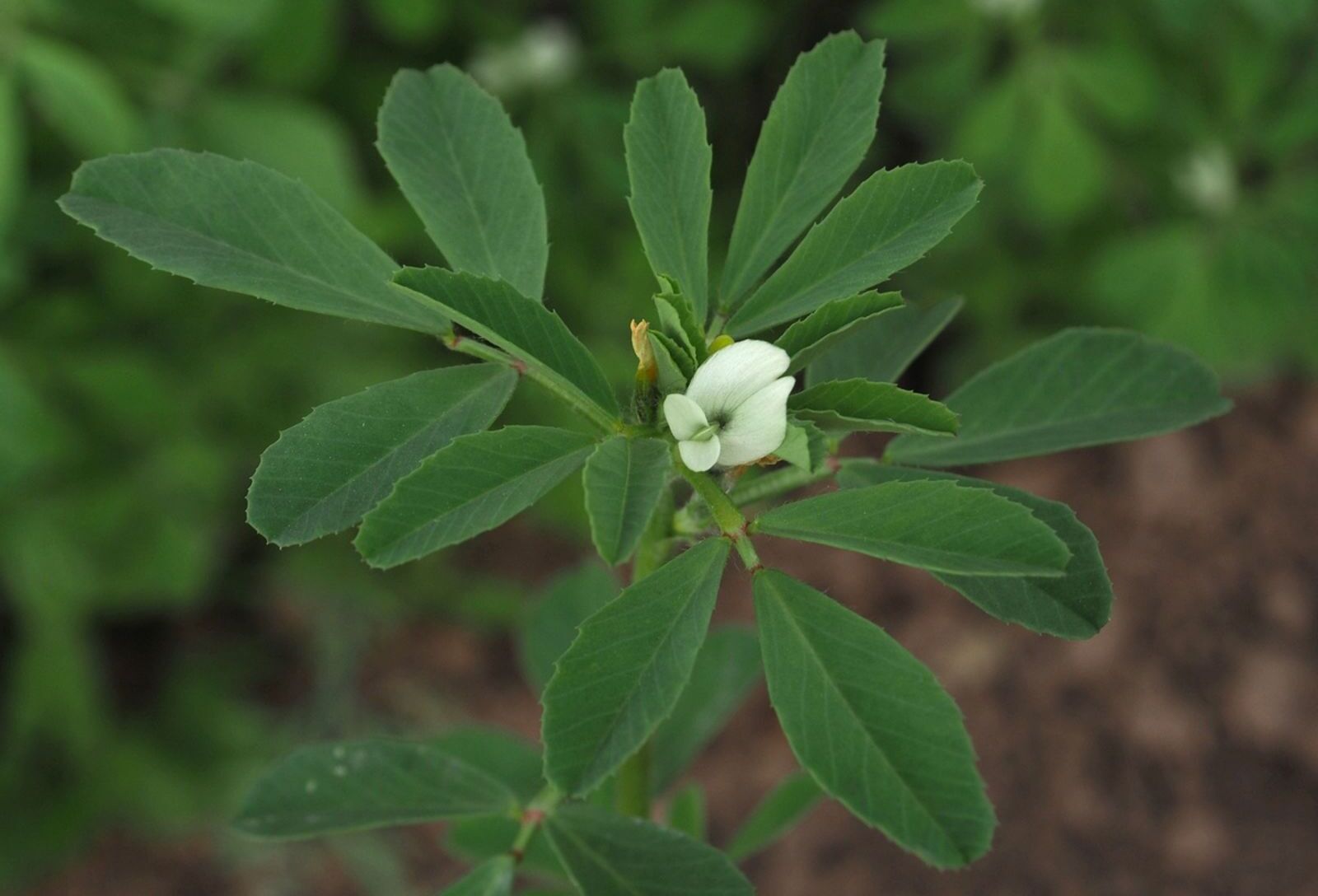 A január ásza: a görögszéna - ízletes, és hasznos szupertáplálék ...