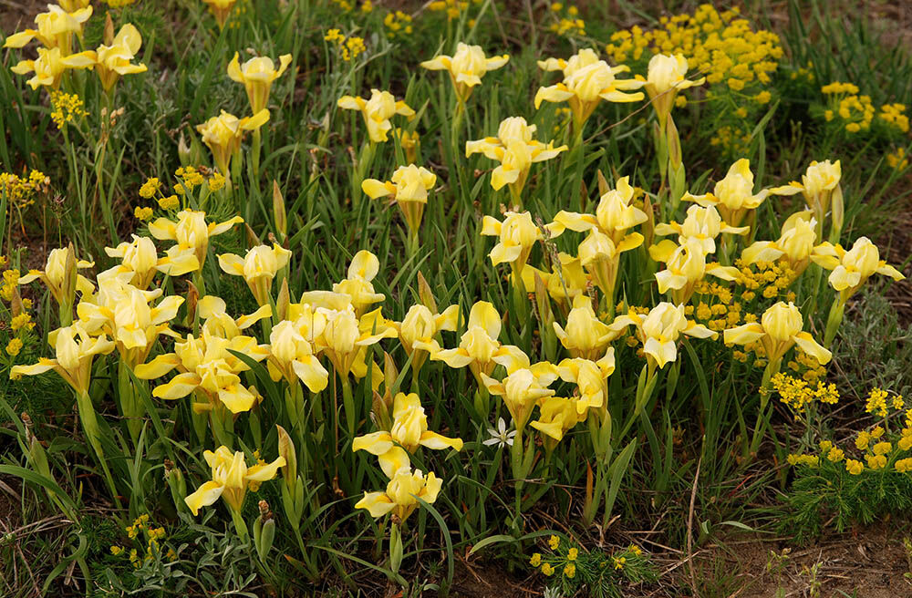Pannonicumok - Elkészült bennszülött növényeink leltára - Magyar Mezőgazdaság