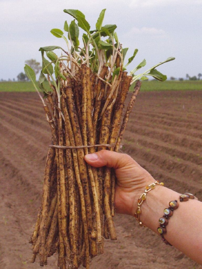 A torma szaporítása - Magyar Mezőgazdaság
