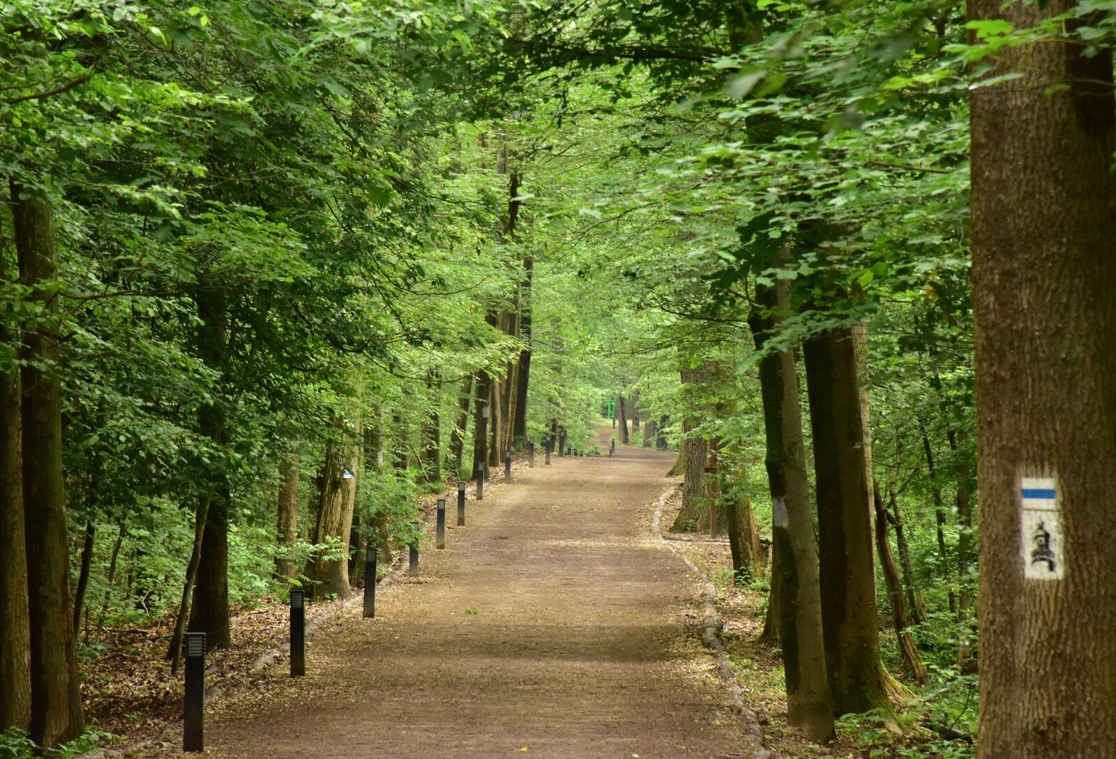 A városi erdők a lakott területek biológiai védelmi rendszerei - Magyar ...