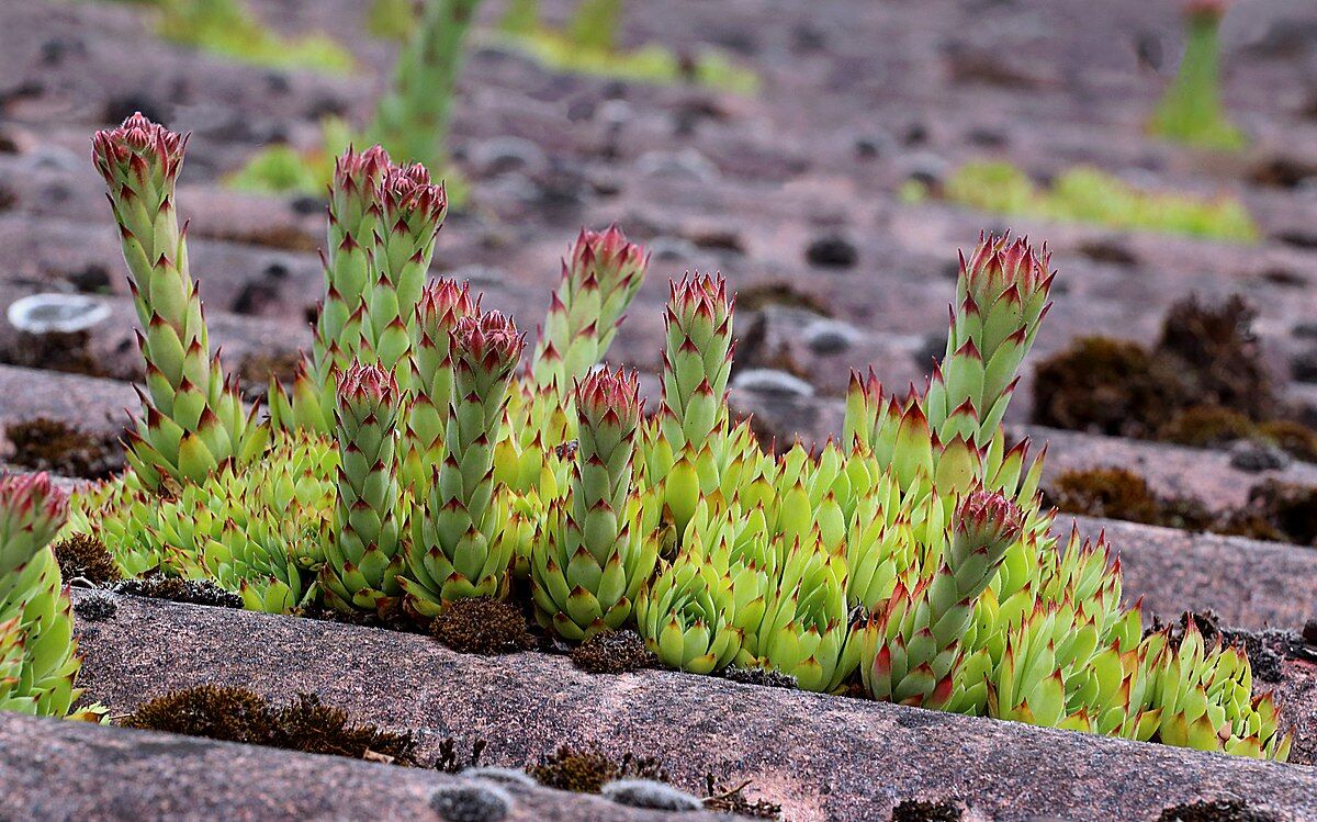 Kövirózsa és bulbine: a két csodanövény, melyeknek nem elég jó a ...