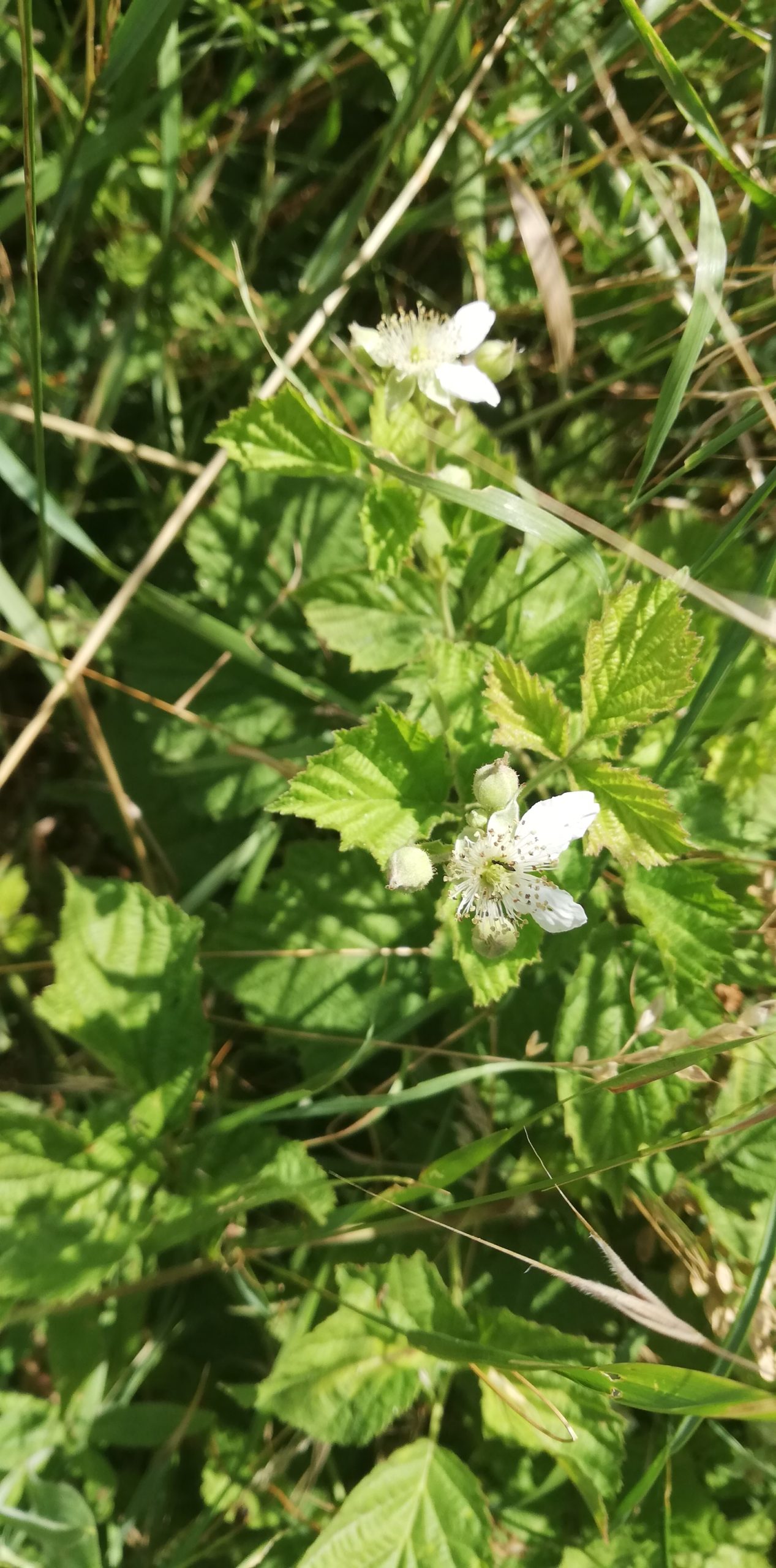 Volt egyszer egy "magyar tea"... - Magyar Mezőgazdaság