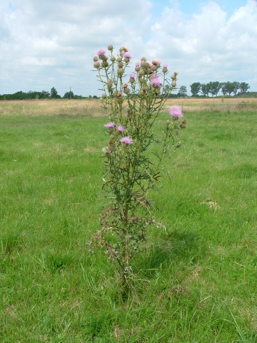Nagy tömegben virágzott az öldöklő aszat a Kis-Sárréten - Magyar ...