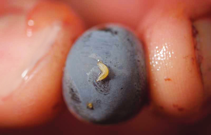 A foltosszárnyú muslica veszélye - Magyar Mezőgazdaság