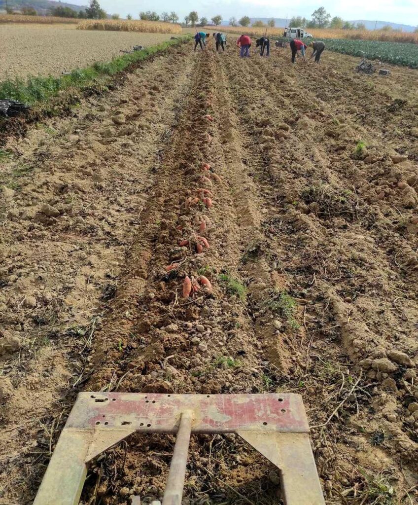 Feljövőben a batáta termesztése - Magyar Mezőgazdaság