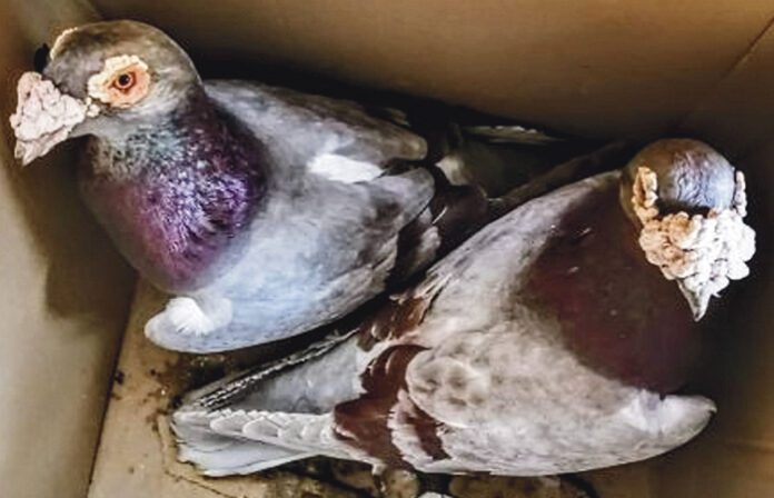 Magyar galambfajtákat a magyar udvarokba - Magyar Mezőgazdaság