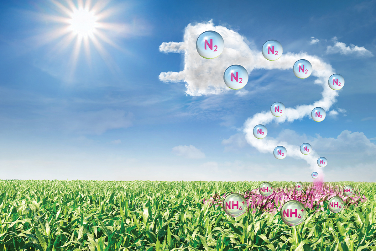 A BlueN® biostimuláns elősegíti a napraforgó terméshozamának ...