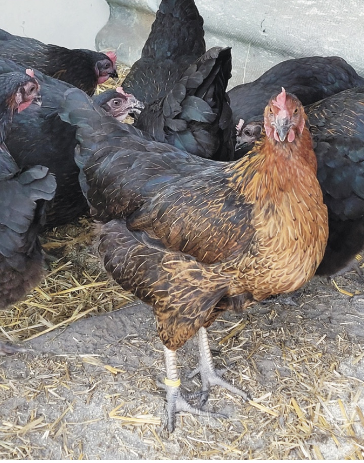 Házi takarmánykeverék tojó hibrid tyúkok számára - Magyar Mezőgazdaság