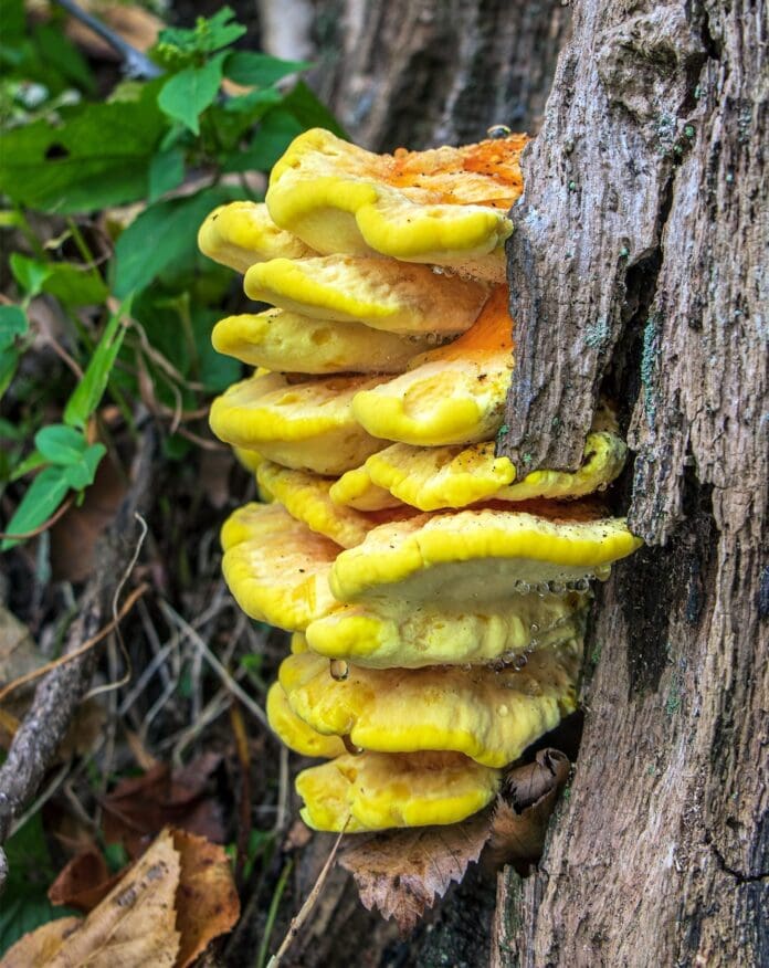 Alig ismert a sárga gévagomba, pedig változatos módon elkészíthető ...