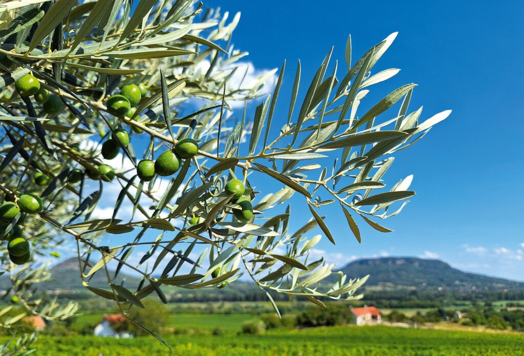 Mediterrán növények Magyarországon: az olajfa - Magyar Mezőgazdaság