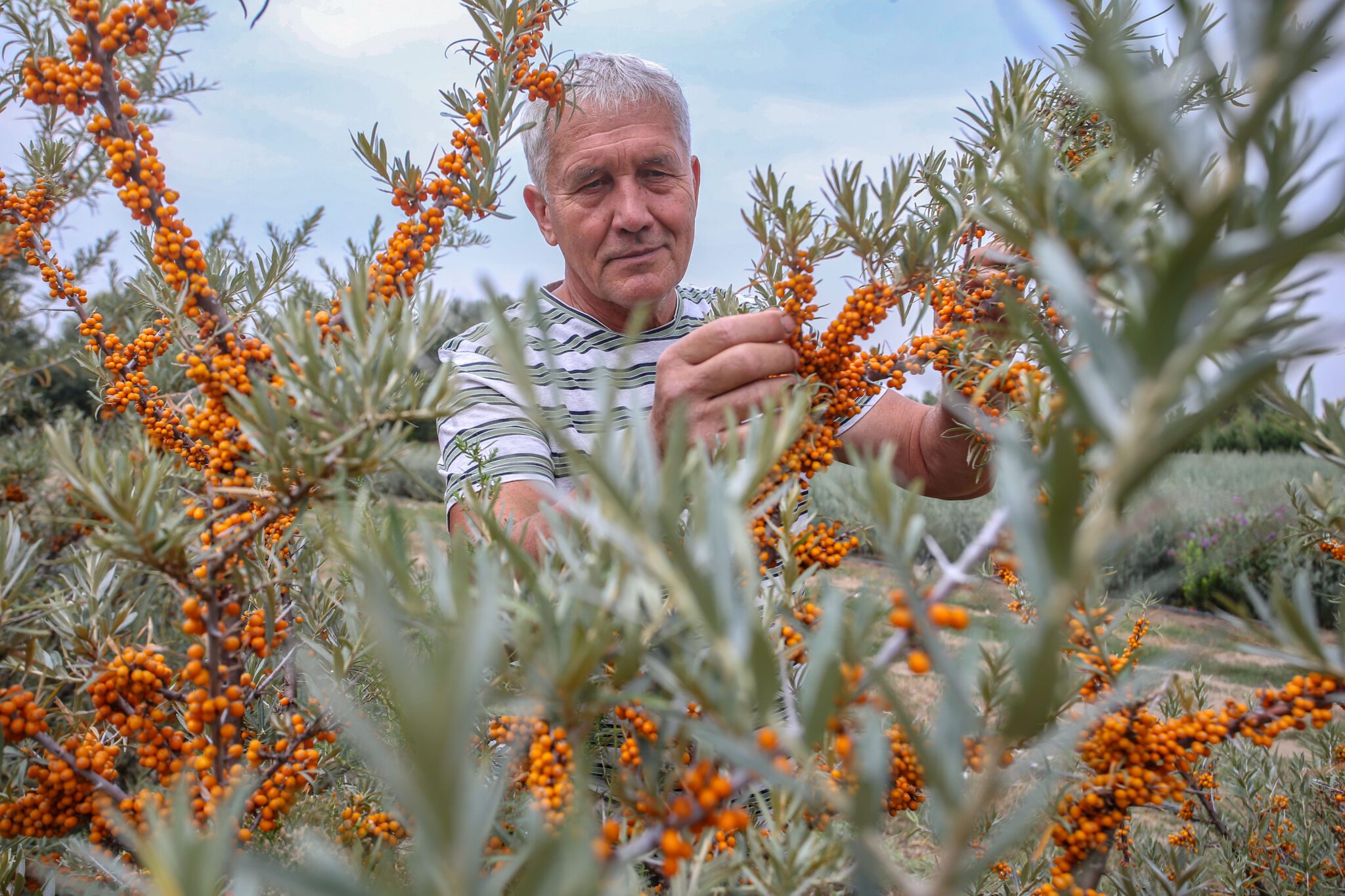 A homoktövis csodaszer: az új, magyar fajta zsírsavakban verhetetlen ...