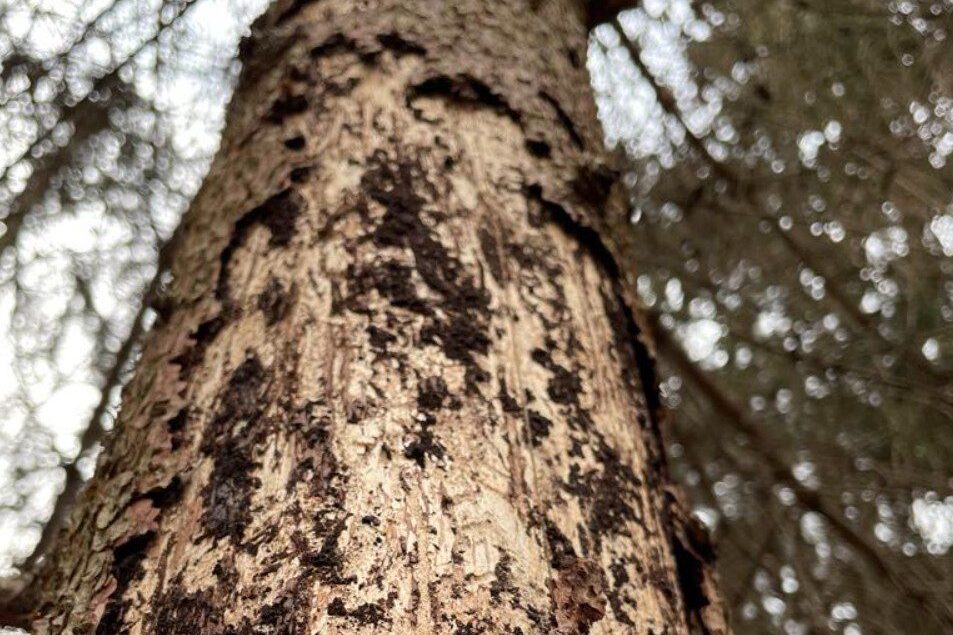 A szú adja meg a kegyelemdöfést a fenyőknek - Magyar Mezőgazdaság
