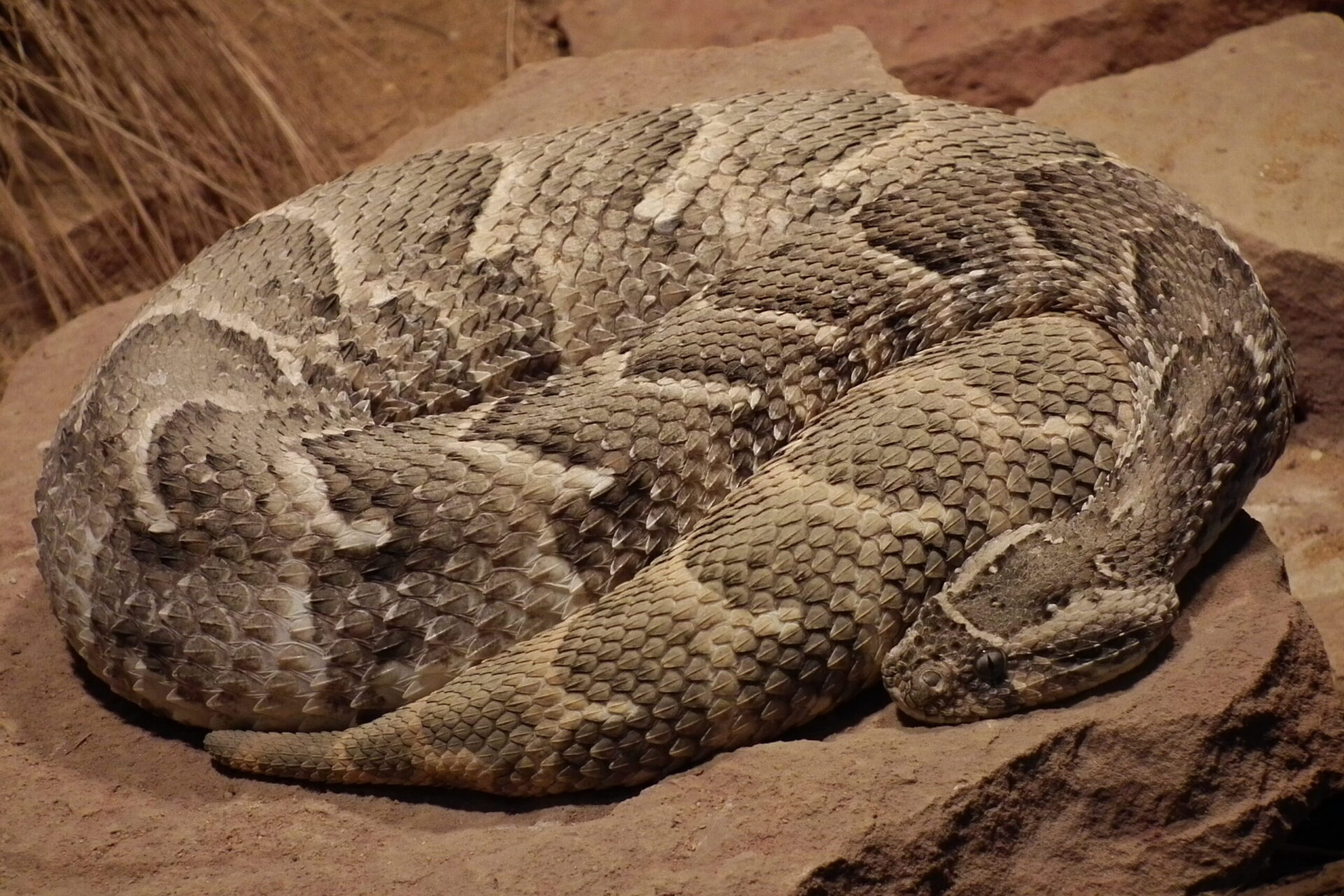 Puffogó vipera az agrárium megmentője? - Magyar Mezőgazdaság