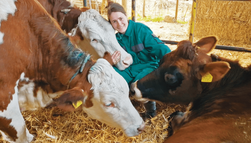Szarvasmarha szarvtalanítás borjú- vagy felnőttkorban? - Magyar Mezőgazdaság