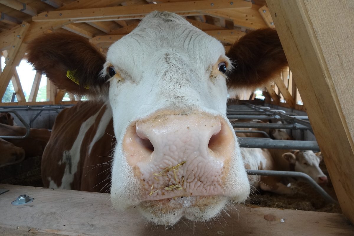 Téli állategészségügyi kihívások: amikor köhögnek a tehenek... - Magyar ...