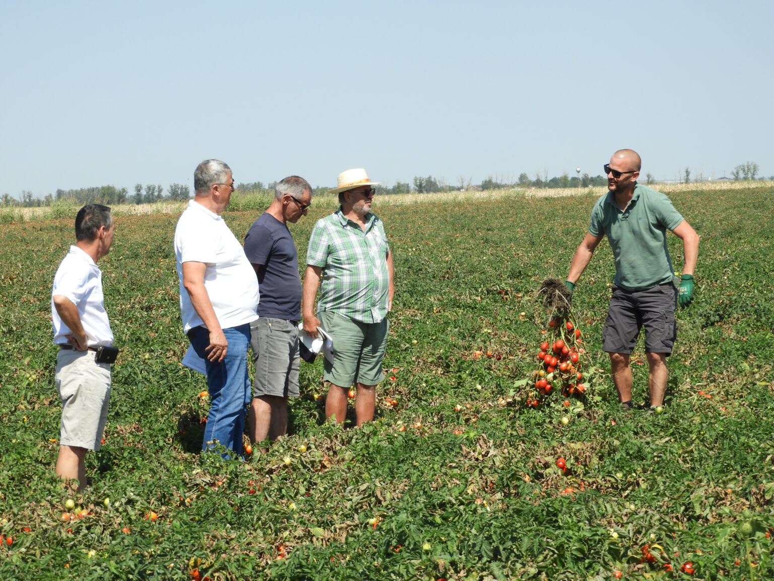 Az ipari paradicsom és a piros vonal - Oldal 2 a 3-ből - Magyar ...