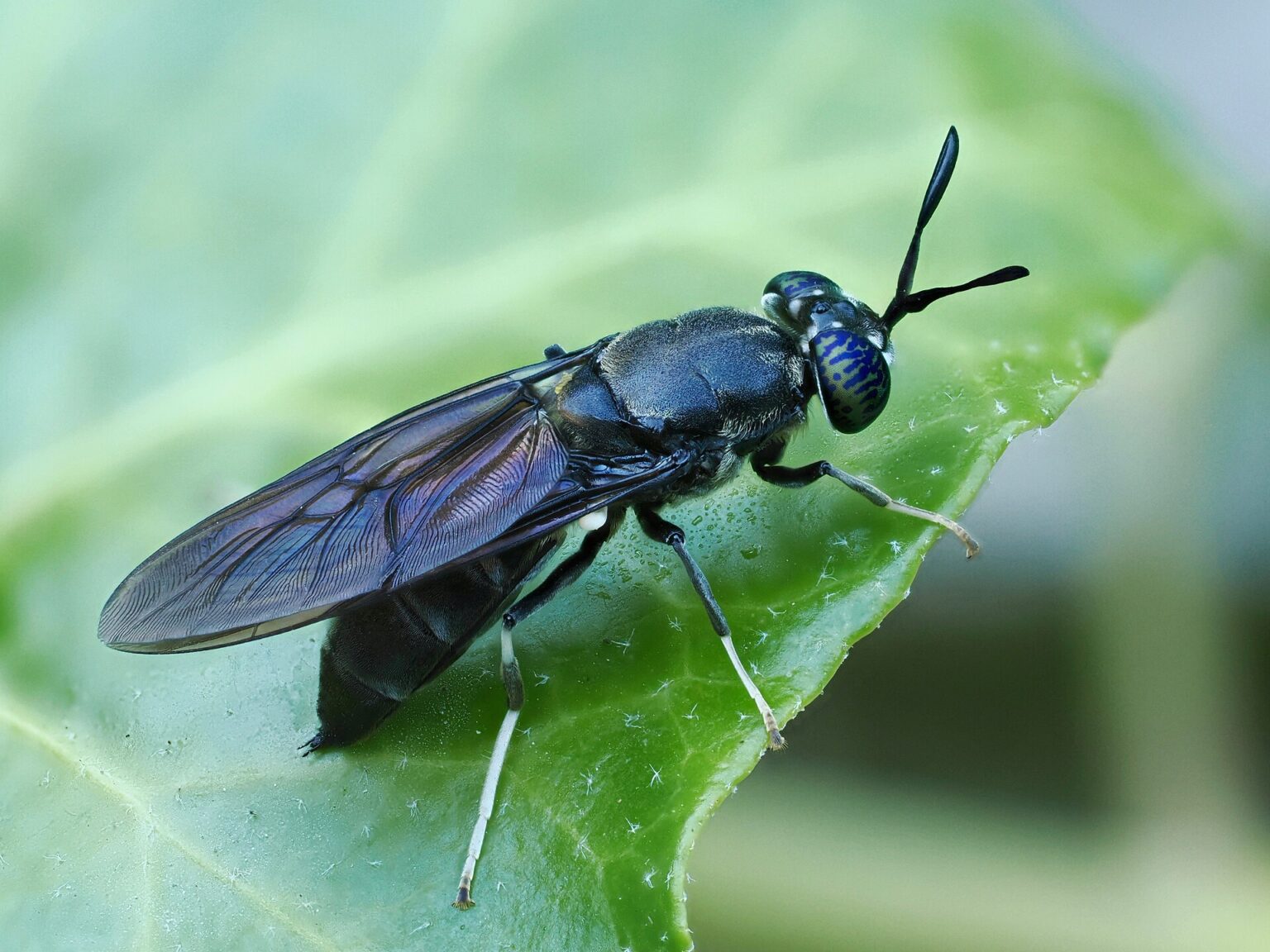 A jövő fehérjeforrása: amikor a legyek mentik meg az élelmiszerláncot ...